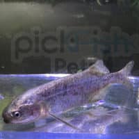 Baby whale fish (Brienomyrus brachyistius) - PickFish Pets