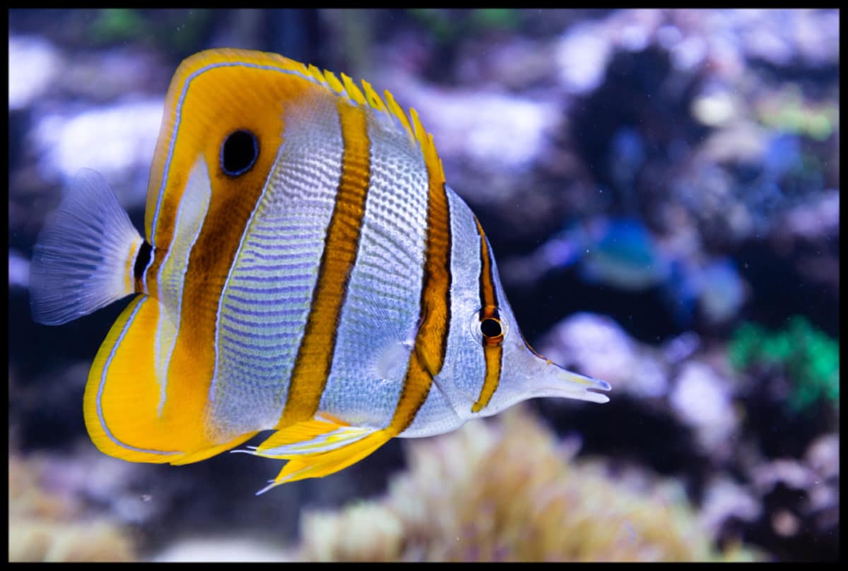 Shop - PickFish Pets