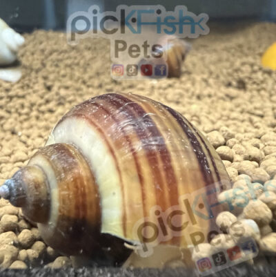 Inverts (Shrimp/Snails/Crayfish) Archives - PickFish Pets