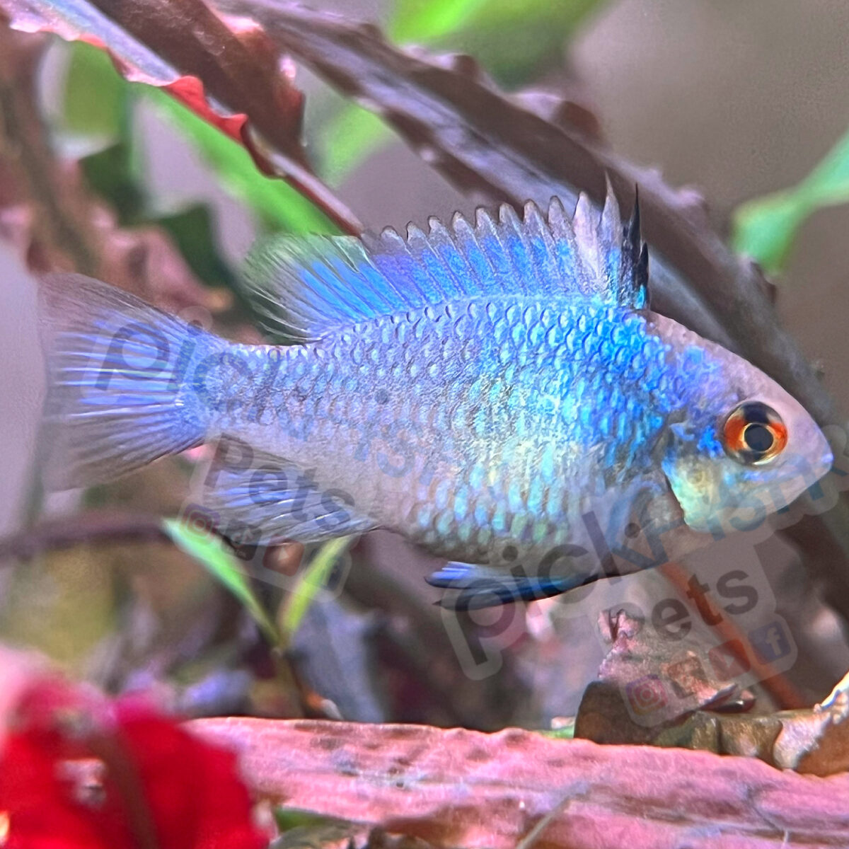 Fresh Water Fish Archives - PickFish Pets