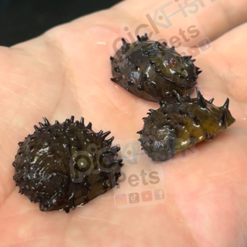 Inverts (Shrimp/Snails/Crayfish) Archives - PickFish Pets