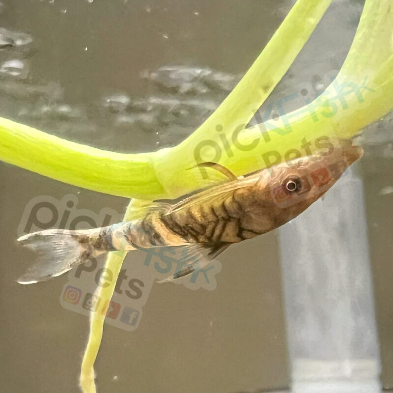 Fresh Water Fish Archives - PickFish Pets