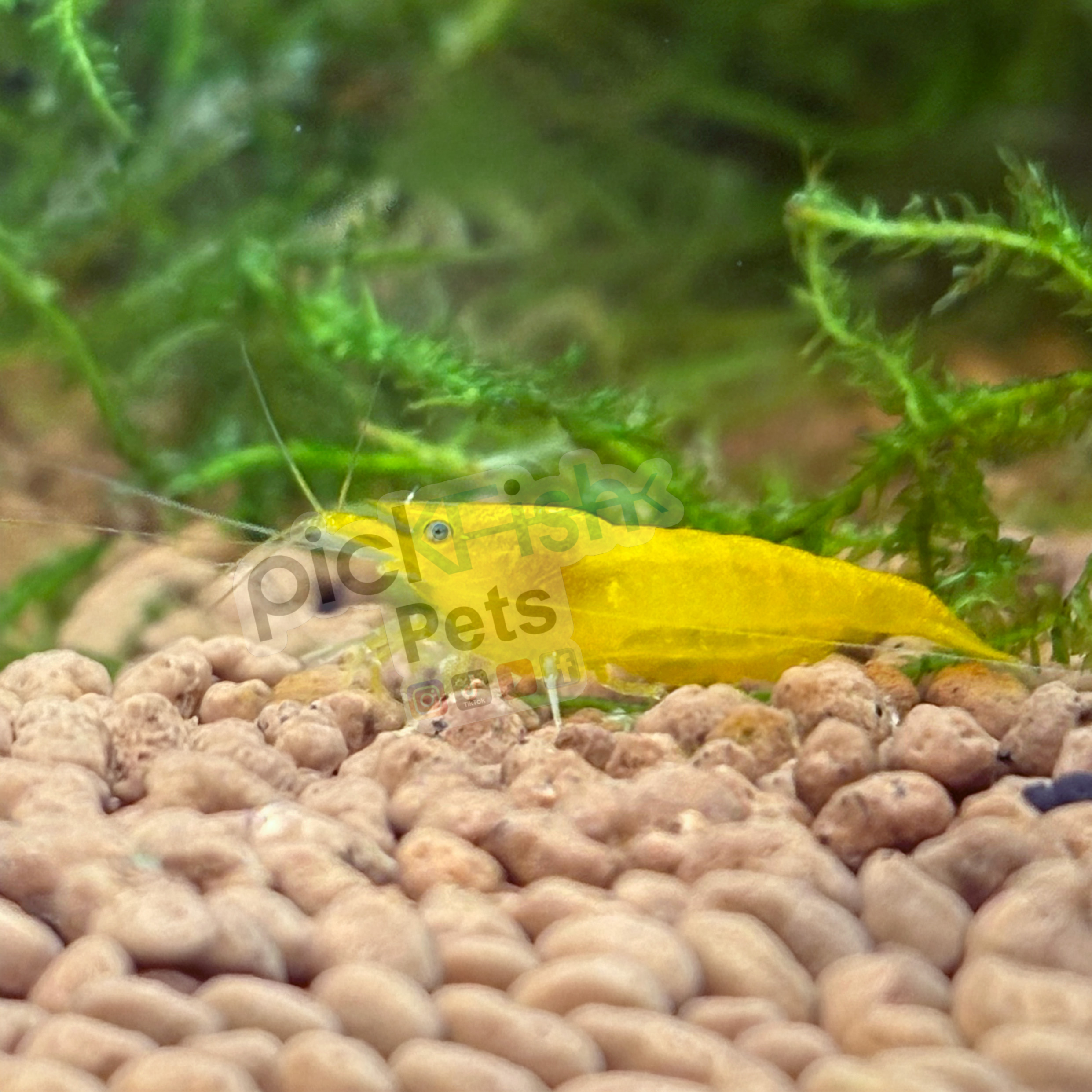 Yellow Blood Line Shrimp - Neocaridina davidi - PickFish Pets